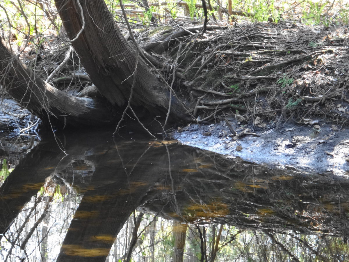 Trout Pool | Naturally Ottawa