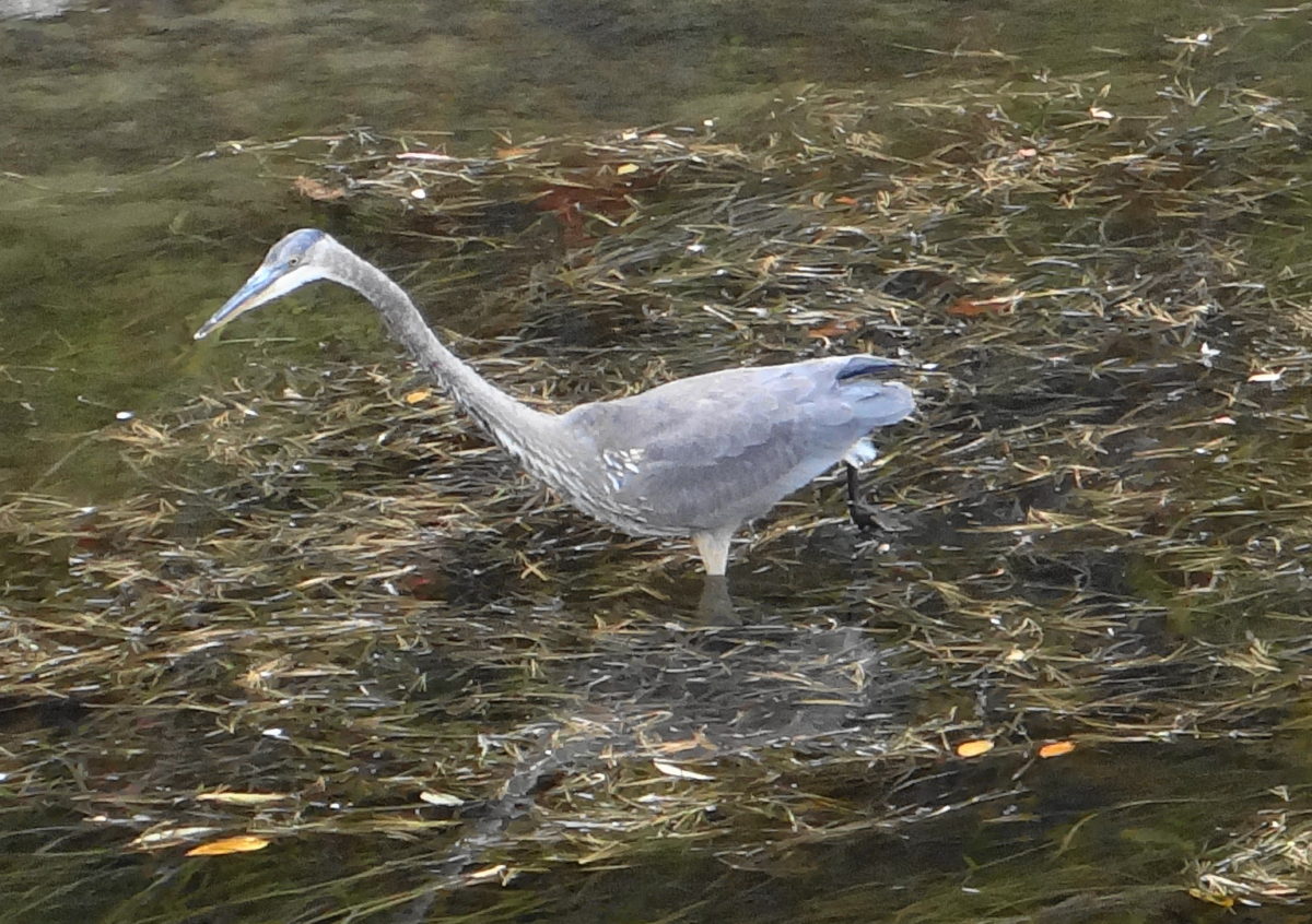 Wildlife | Naturally Ottawa