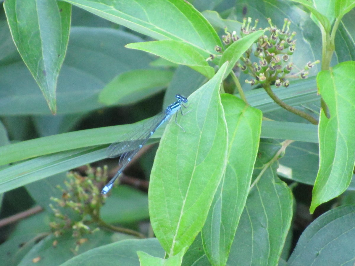 Stream Bluet a | Naturally Ottawa